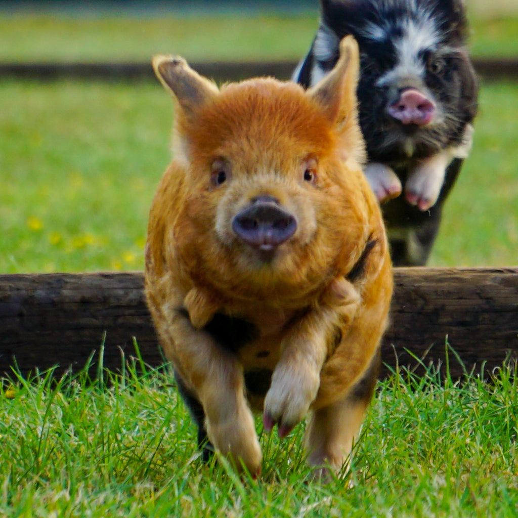 Ginger Hamilton – League of Pigs