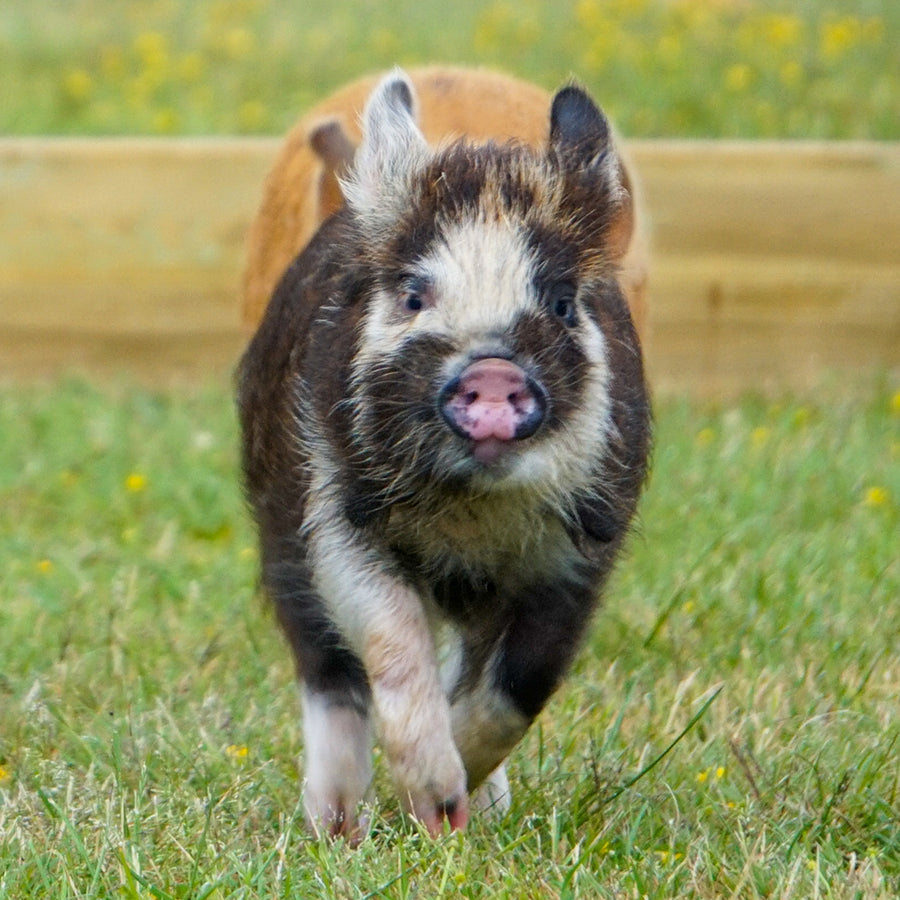 League of Pigs Shop | Home of Pig Racing