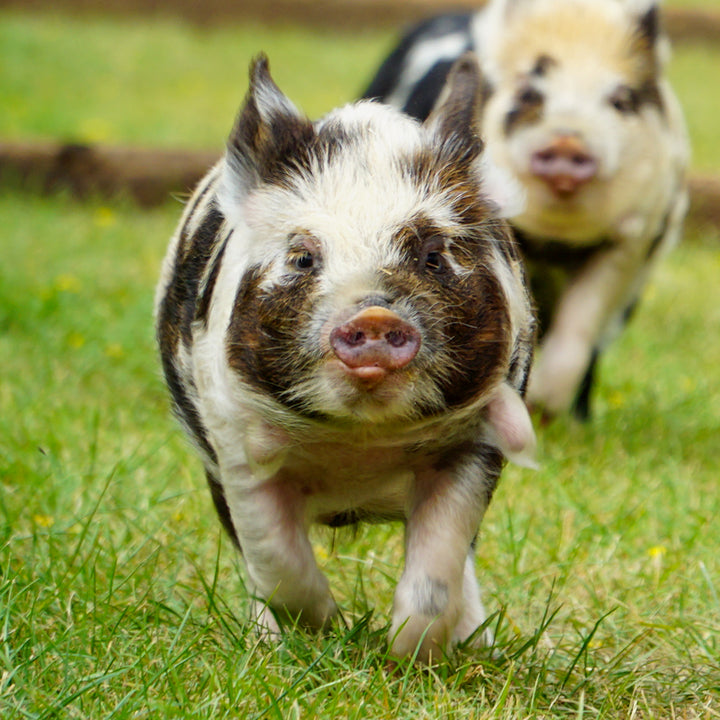 League of Pigs Shop | Home of Pig Racing