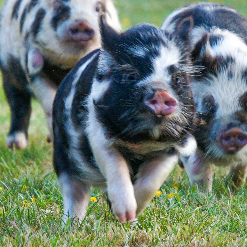 Pepper Sanchez – League of Pigs