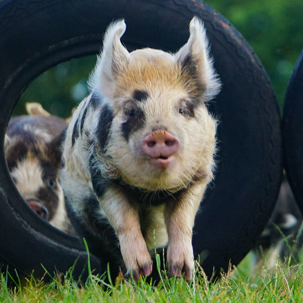 Piggy Smalls – League of Pigs