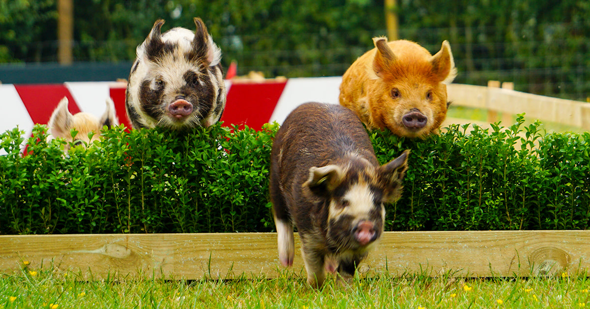 League of Pigs Shop | Home of Pig Racing