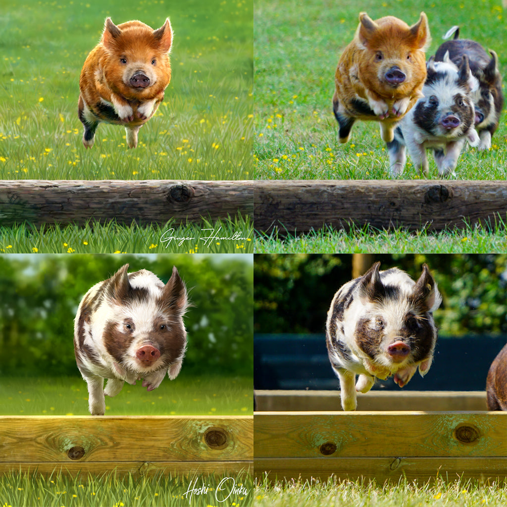 The Pigs – League of Pigs