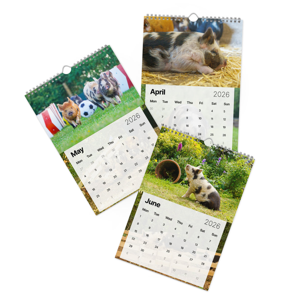 League Calendar (2026) – League of Pigs